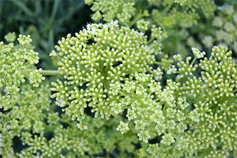 sea fennel and its rich benefits for massage and skincare